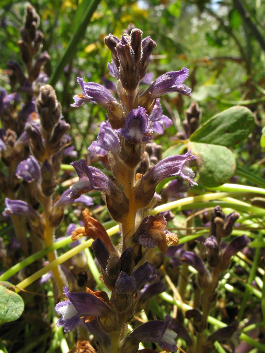 Orobanche ramosa, Hemp Broomrape