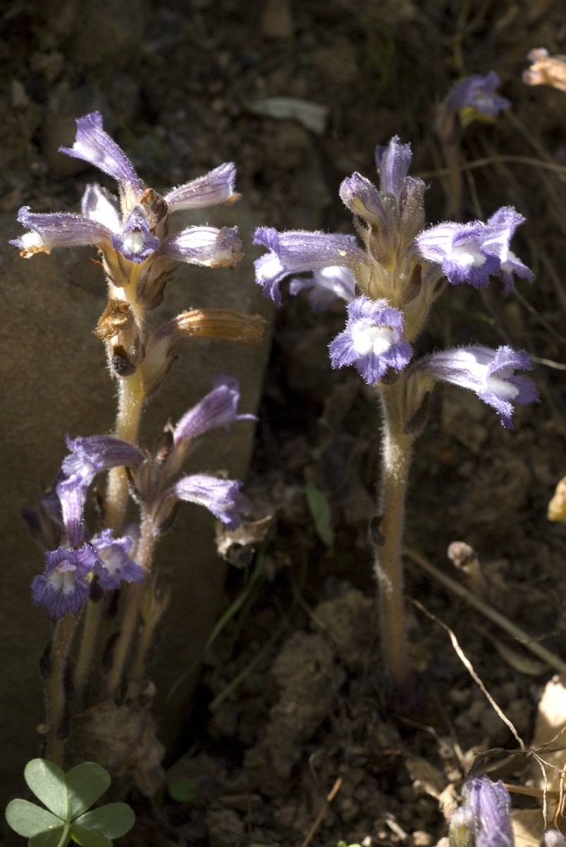 Orobanche ramosa, Hemp Broomrape