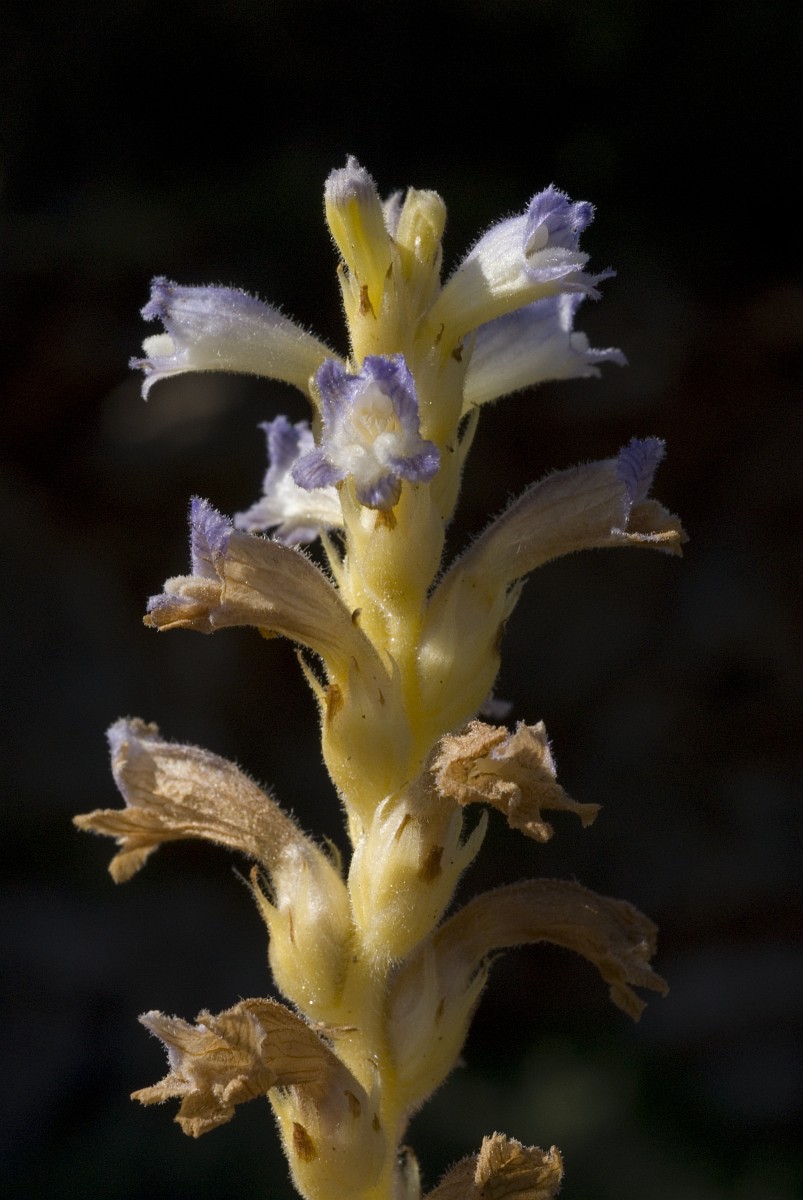 Orobanche ramosa, Hemp Broomrape