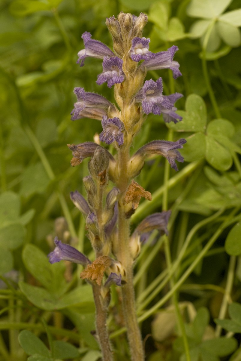 Orobanche ramosa, Hemp Broomrape