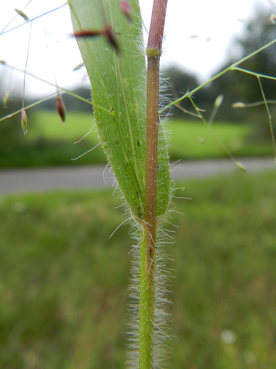 Panicum capillare, Common Witchgrass