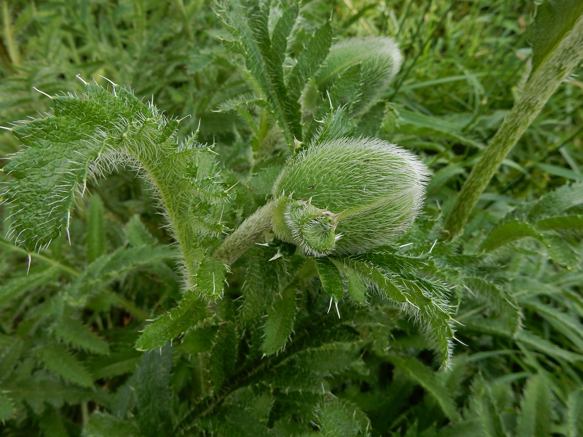 Papaver setiferum
