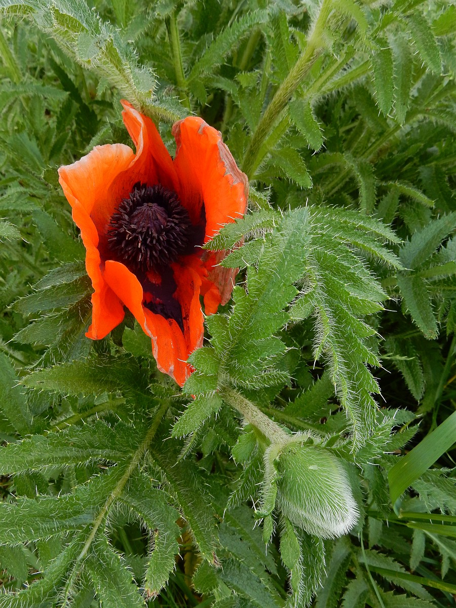 Papaver setiferum