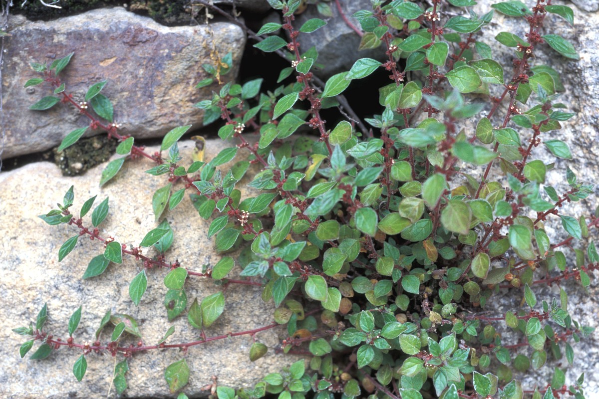 Parietaria judaica, Pellitory-of-the-wall