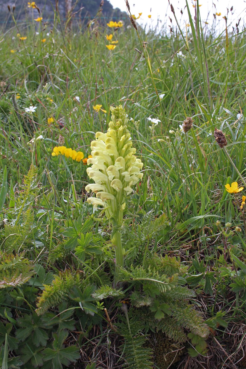 Pedicularis comosa, Tufted Lousewort
