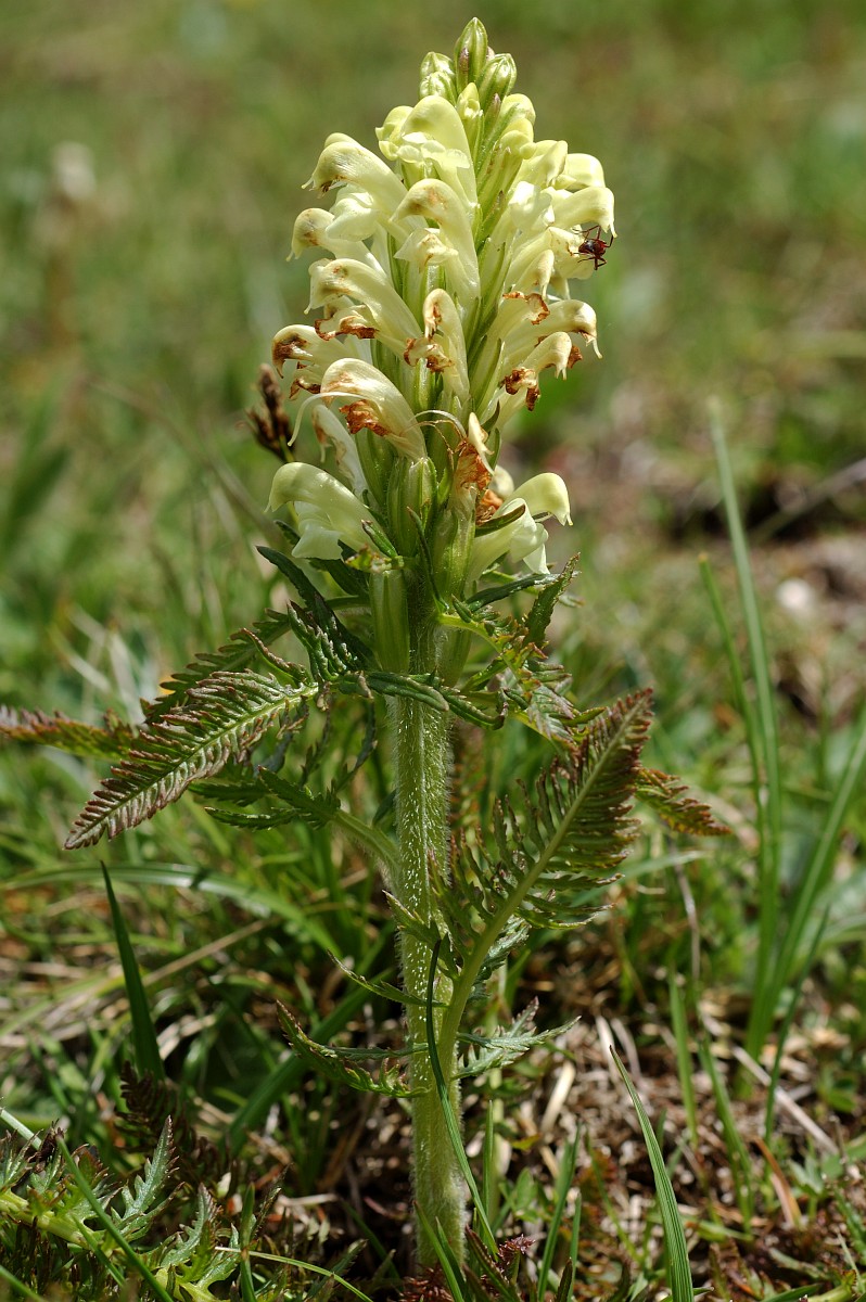 Pedicularis comosa, Tufted Lousewort