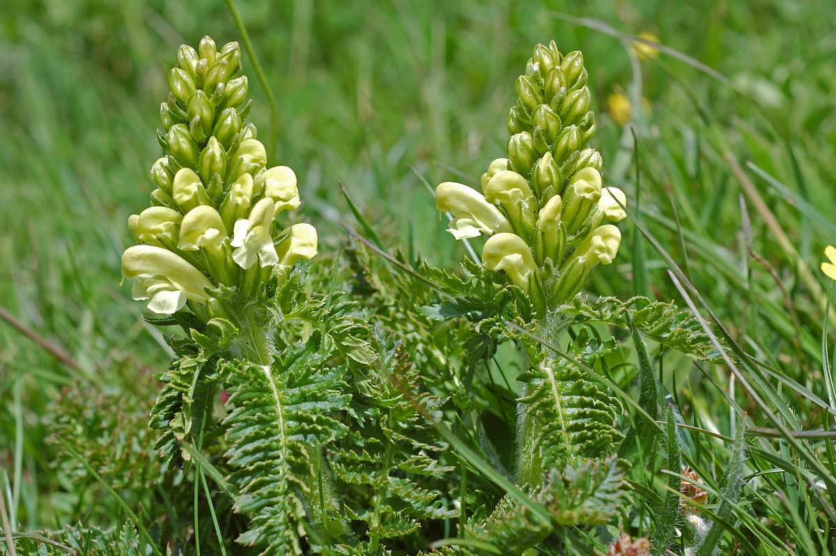 Pedicularis comosa, Tufted Lousewort