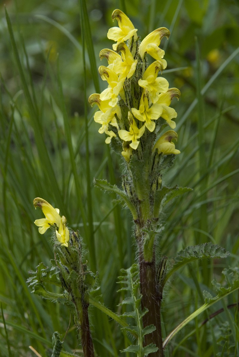 Pedicularis oederi, Oeder's Lousewort