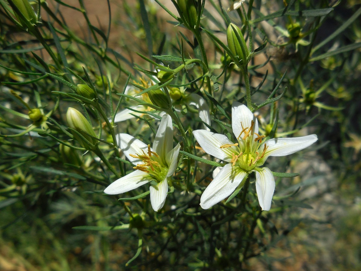 Peganum harmala