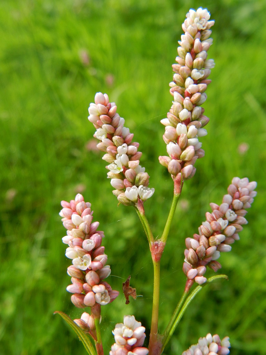 Persicaria maculosa