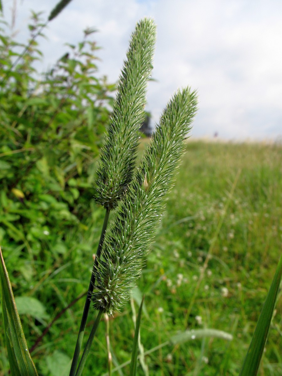 Phleum pratense, Common Timothy