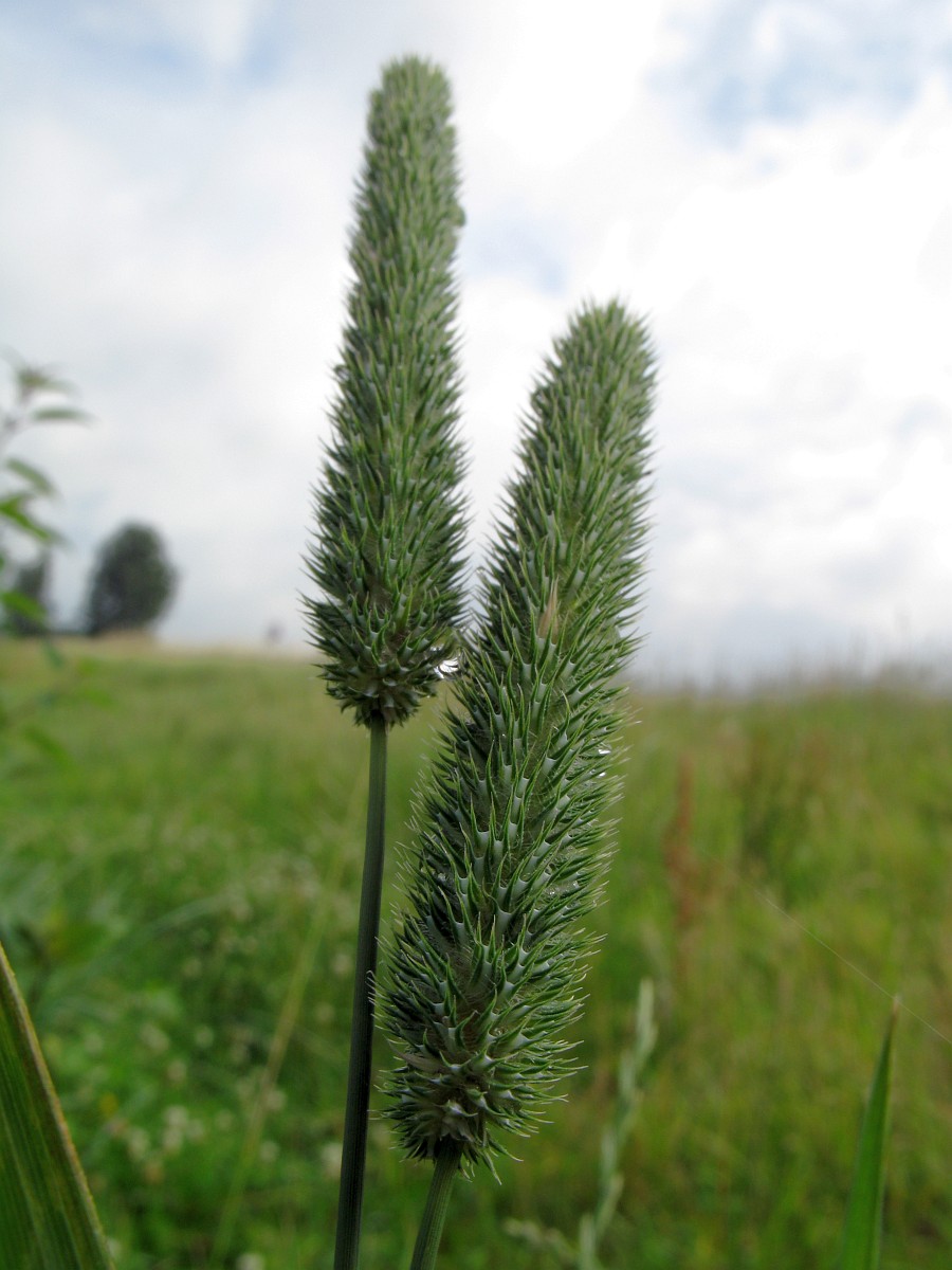 Phleum pratense, Common Timothy
