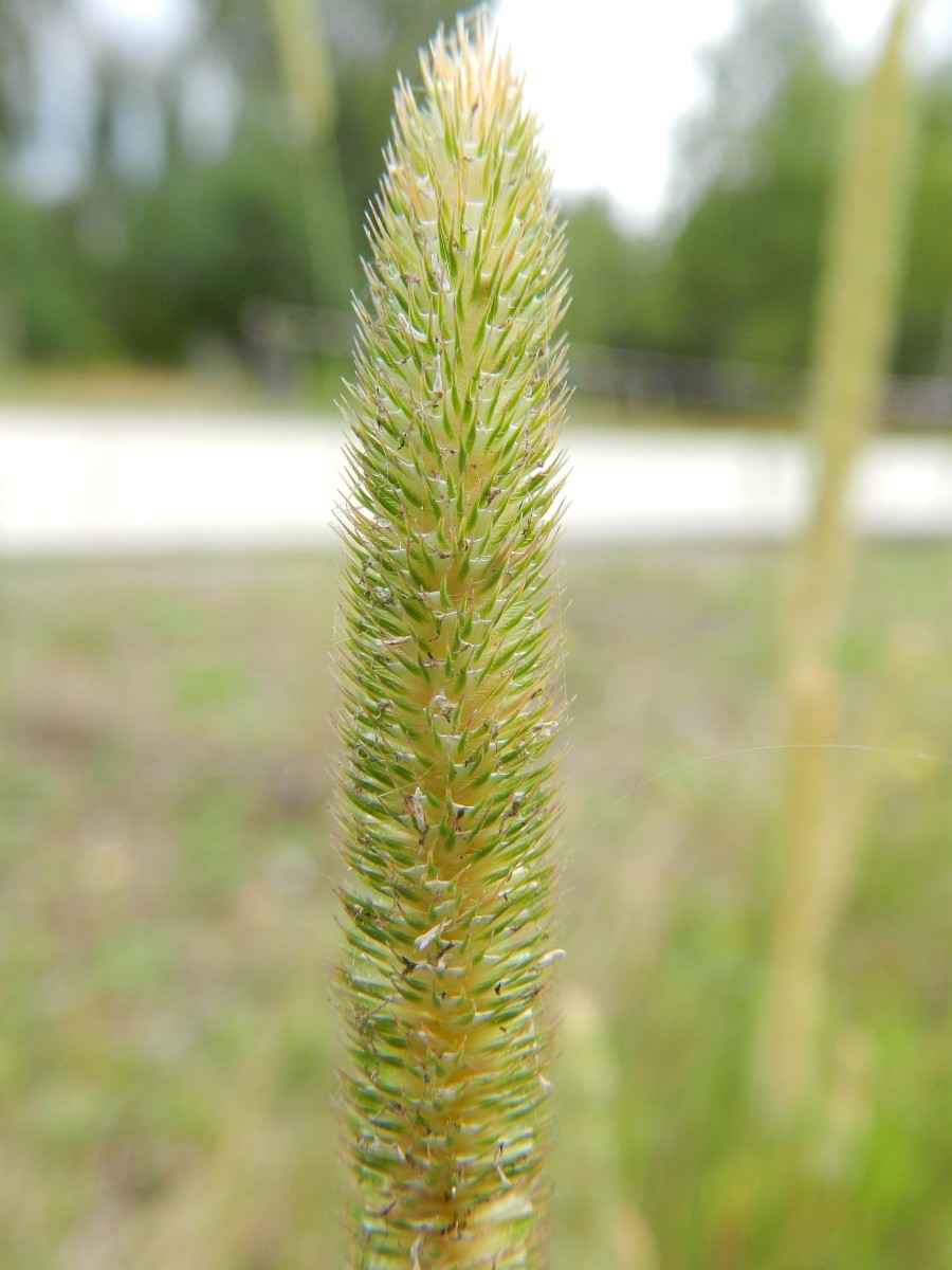 Phleum pratense, Common Timothy