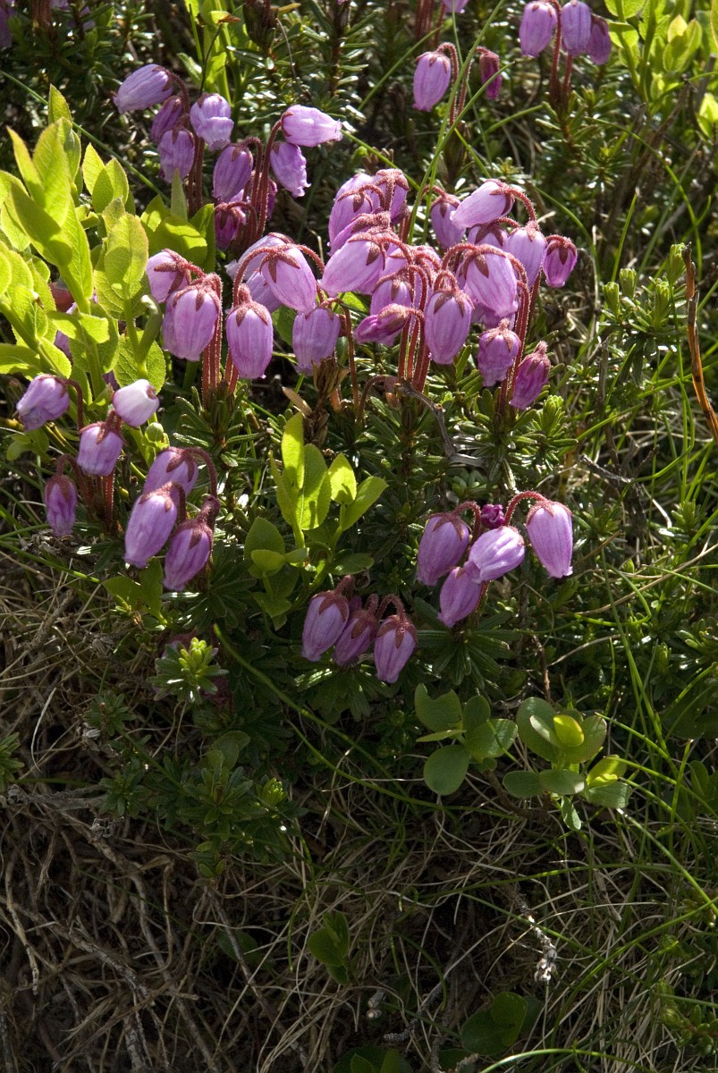 Phyllodoce caerulea, Blue Mountain-heath