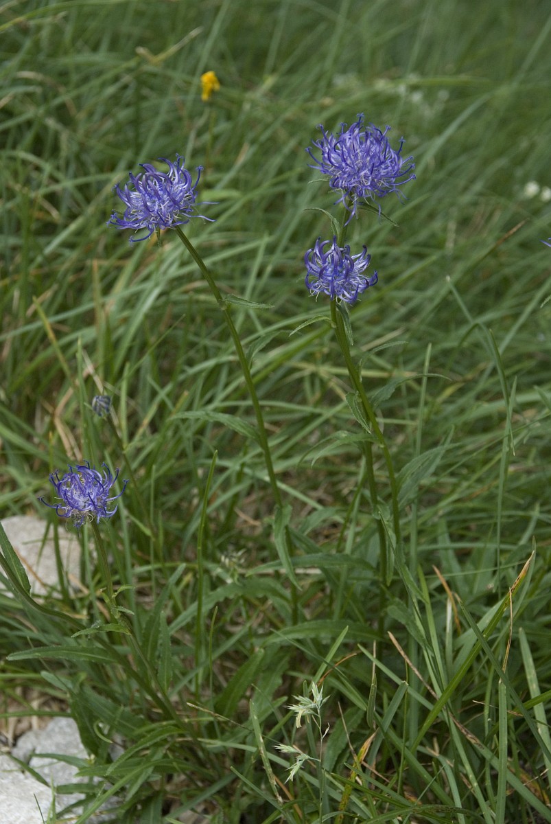 Phyteuma orbiculare, Round-headed Rampion