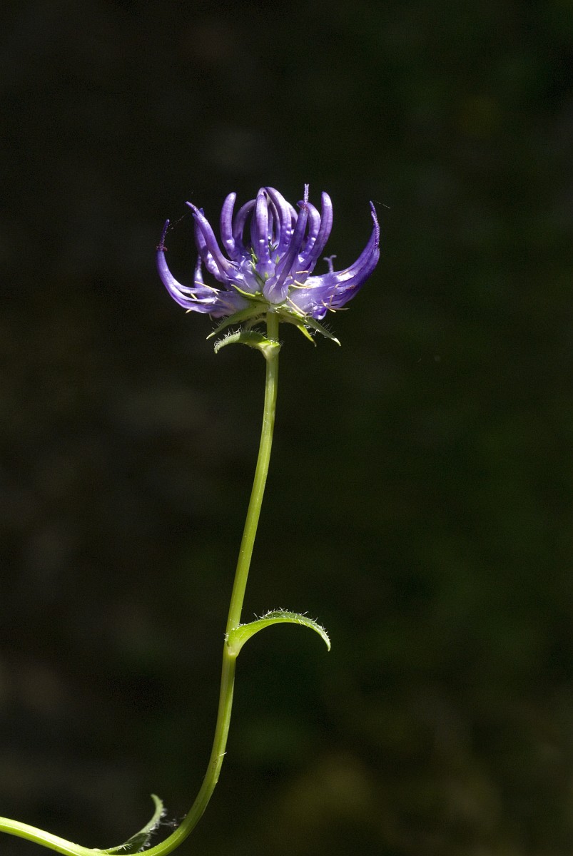 Phyteuma orbiculare, Round-headed Rampion
