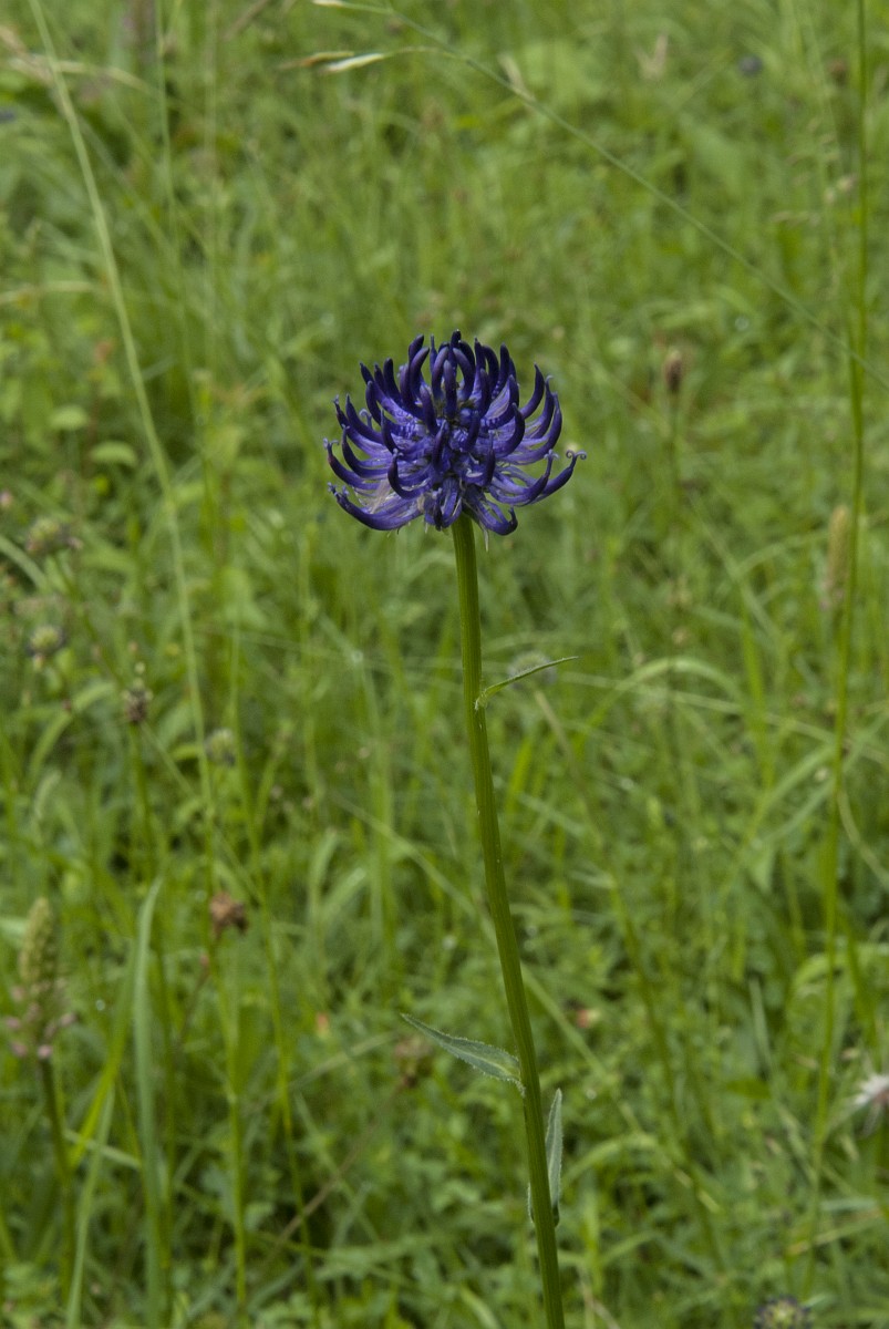 Phyteuma orbiculare, Round-headed Rampion