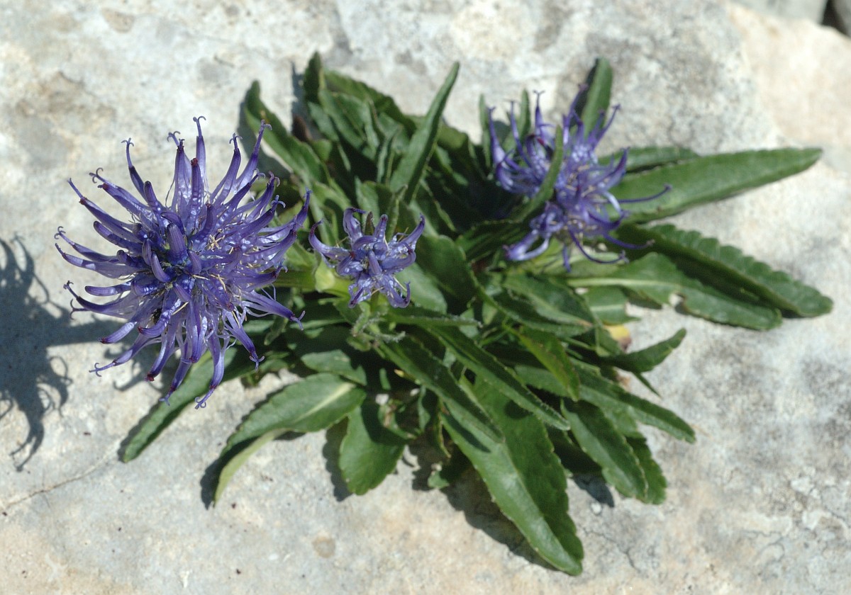 Phyteuma orbiculare, Round-headed Rampion