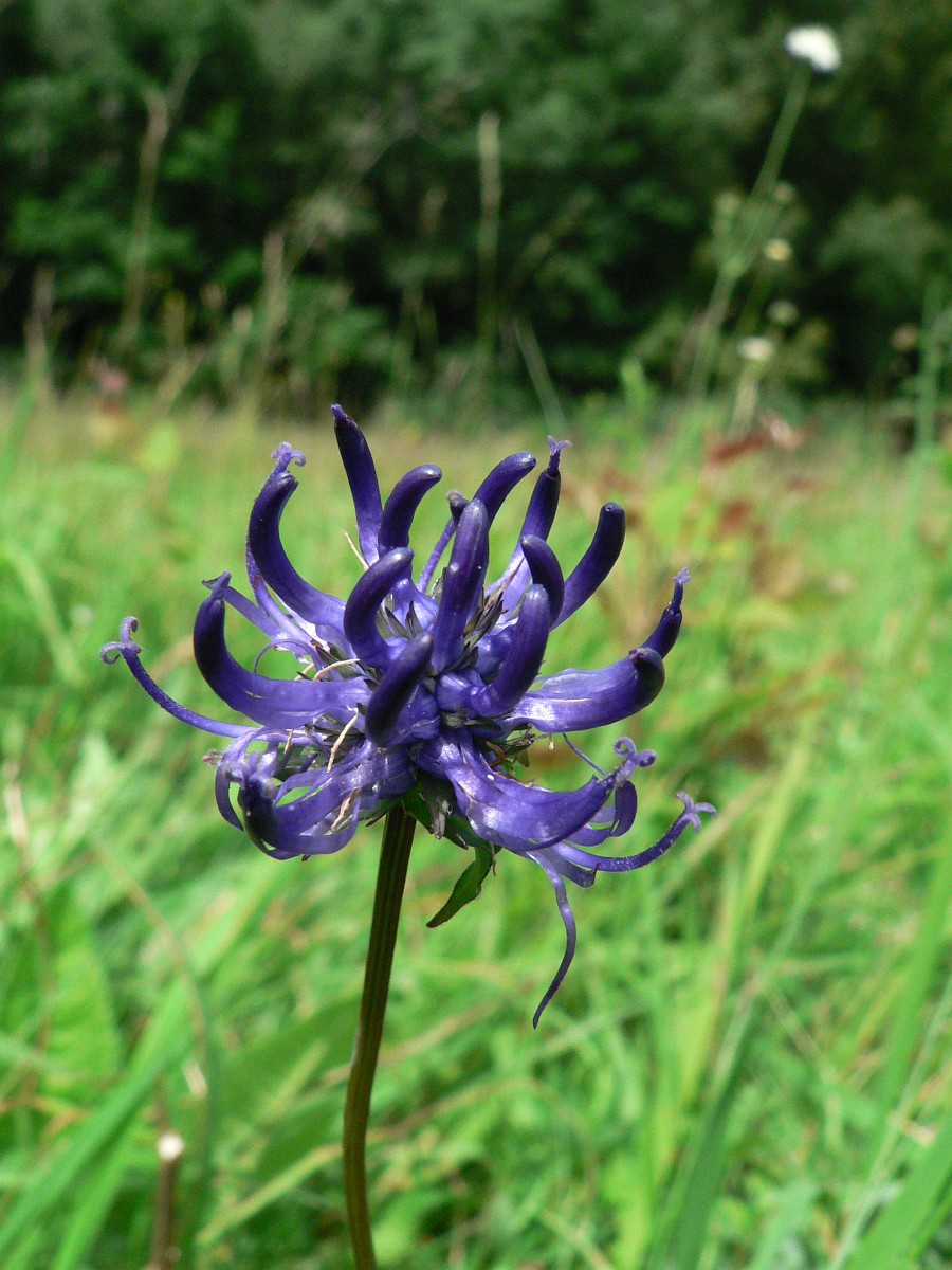 Phyteuma orbiculare, Round-headed Rampion
