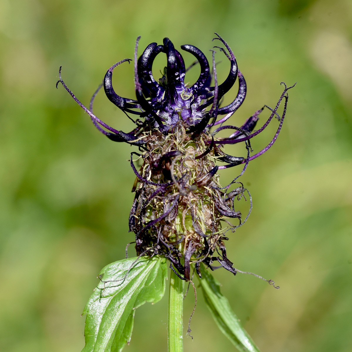 Phyteuma ovatum, Dark rampion