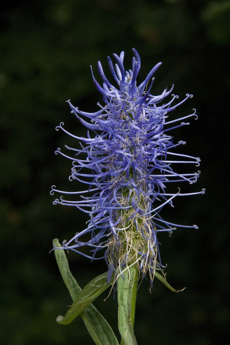 Phyteuma ovatum, Dark rampion