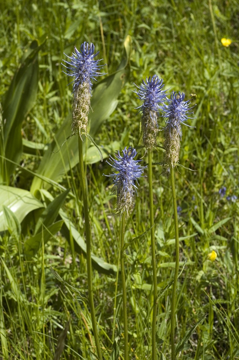 Phyteuma spicatum, Spiked Rampion