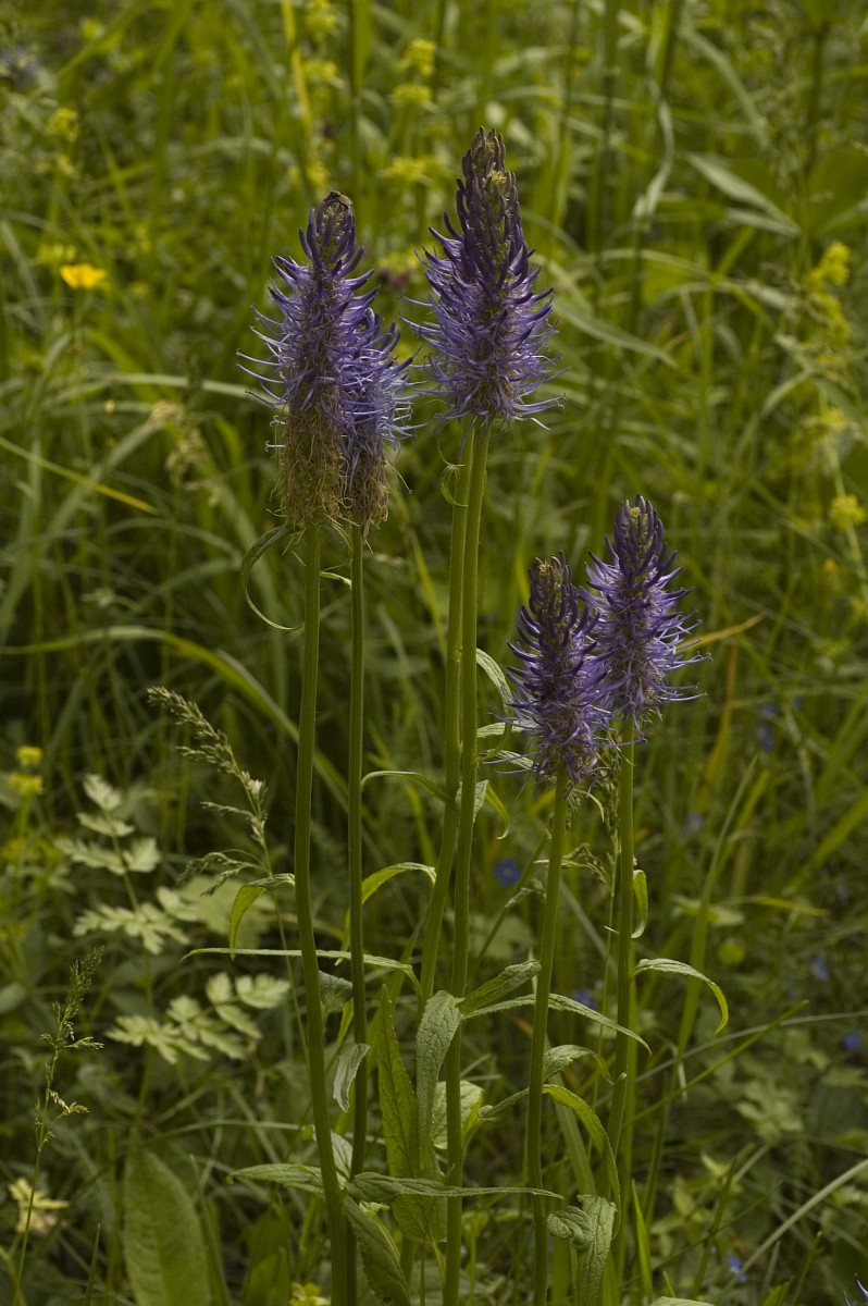 Phyteuma spicatum, Spiked Rampion