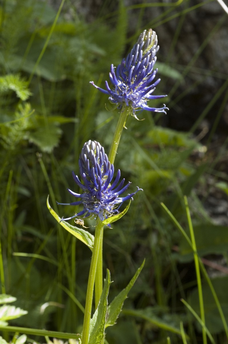 Phyteuma spicatum, Spiked Rampion