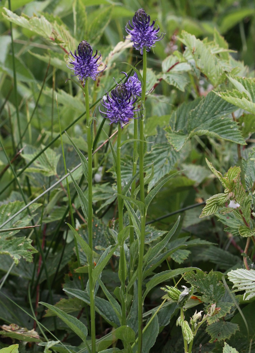 Phyteuma spicatum, Spiked Rampion