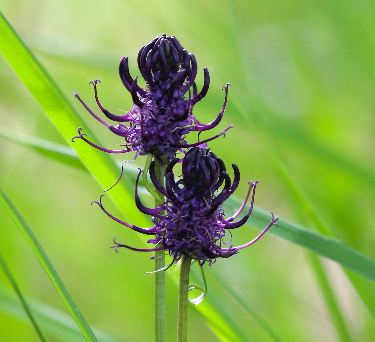 Phyteuma spicatum, Spiked Rampion