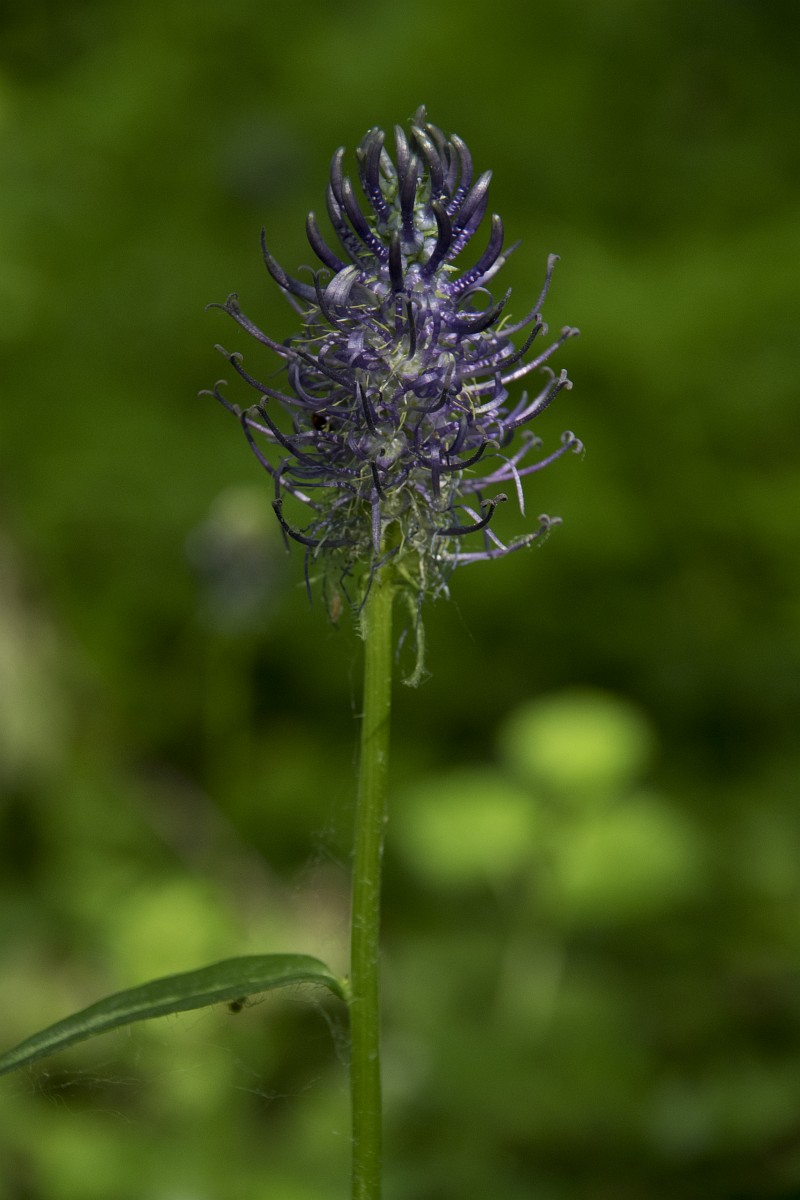Phyteuma spicatum, Spiked Rampion