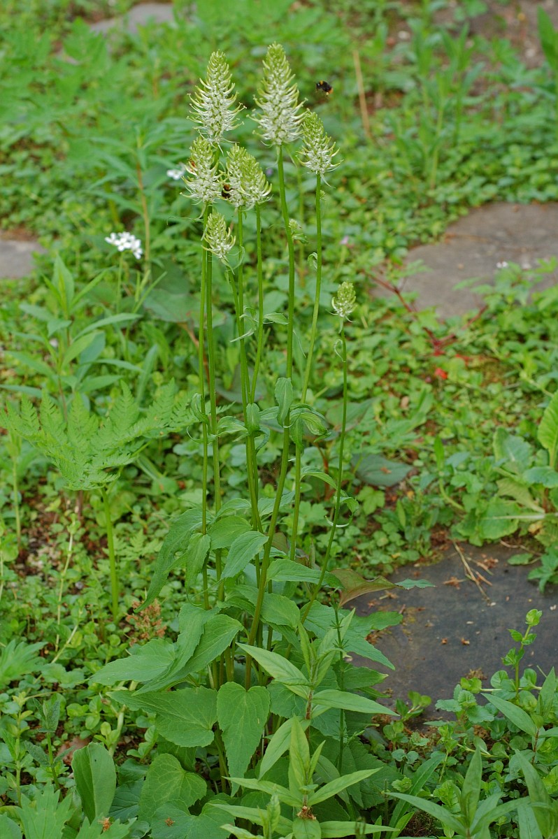 Phyteuma spicatum, Spiked Rampion