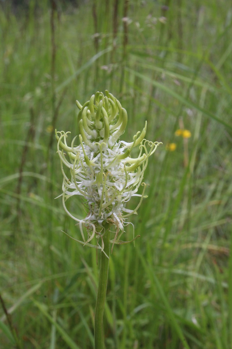 Phyteuma spicatum, Spiked Rampion