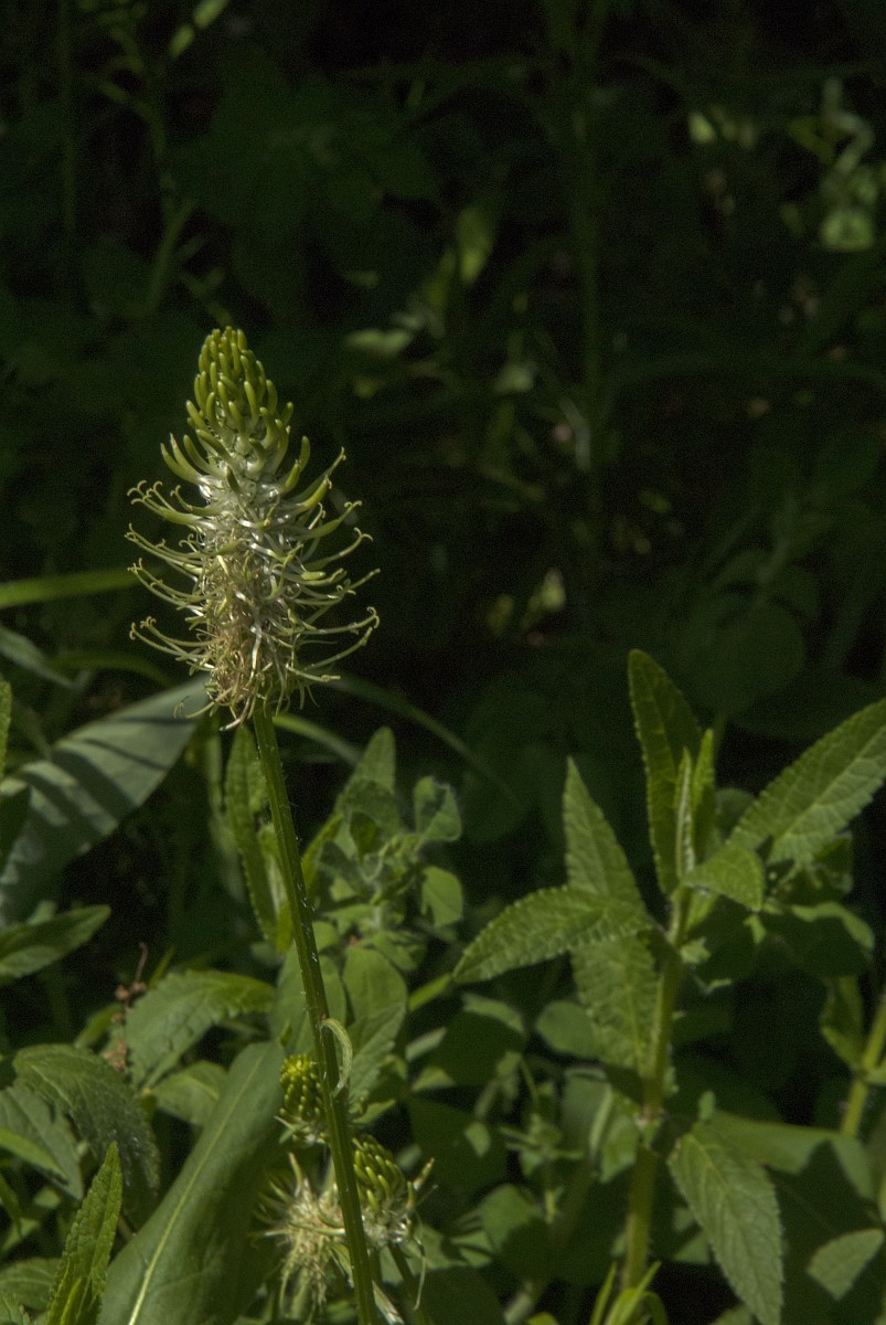 Phyteuma spicatum, Spiked Rampion