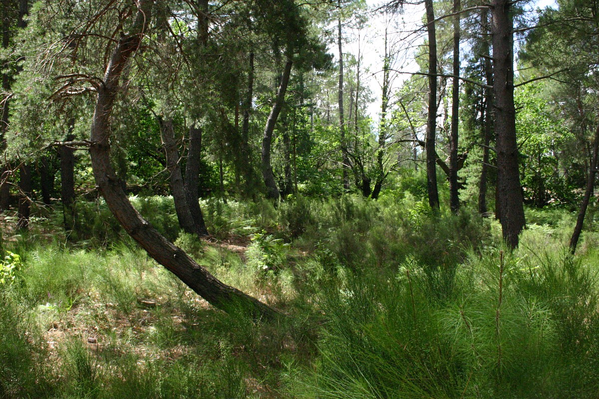 Pinus maritima, French Marine Pine