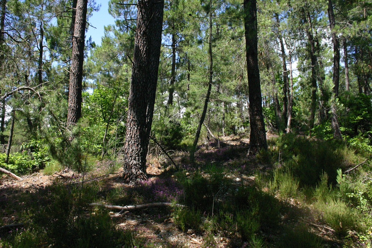 Pinus maritima, French Marine Pine