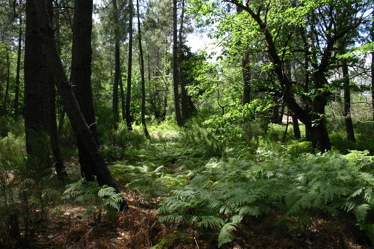 Pinus maritima, French Marine Pine