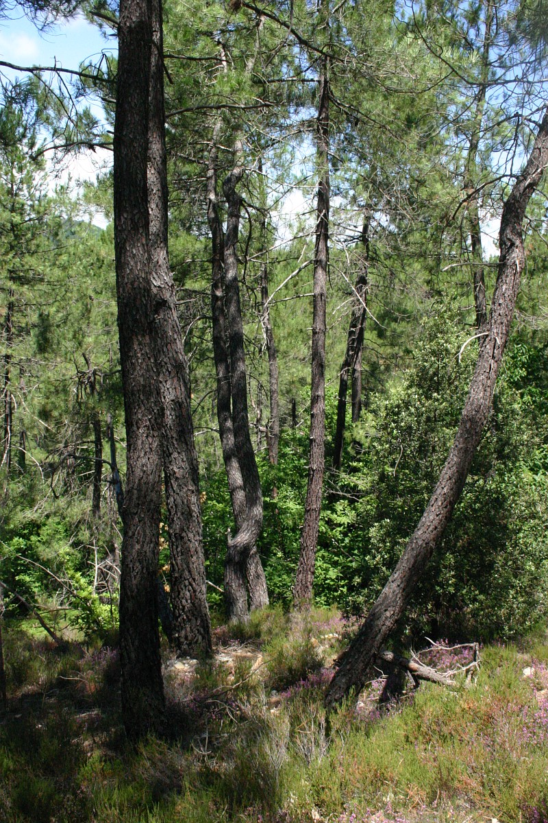 Pinus maritima, French Marine Pine