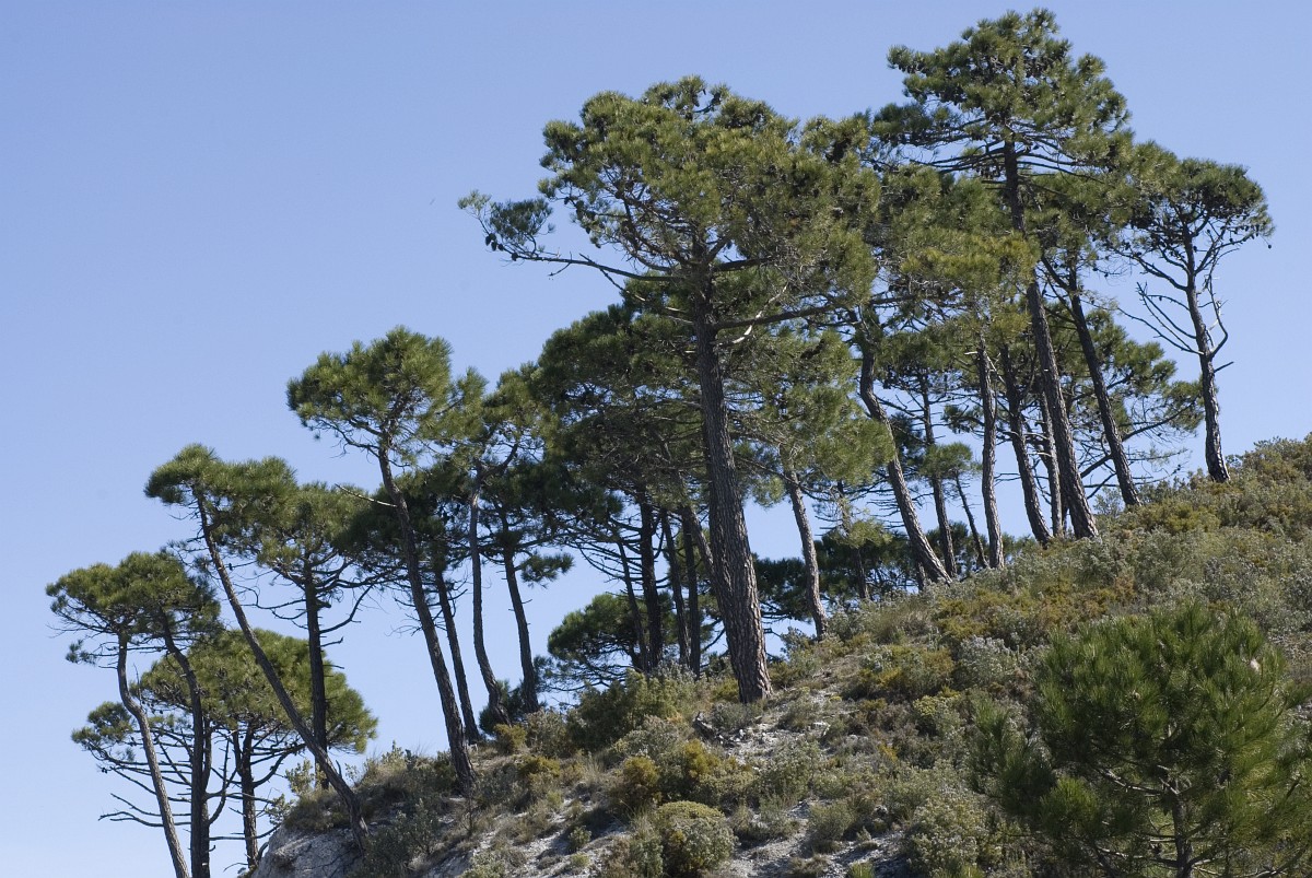 Pinus maritima, French Marine Pine
