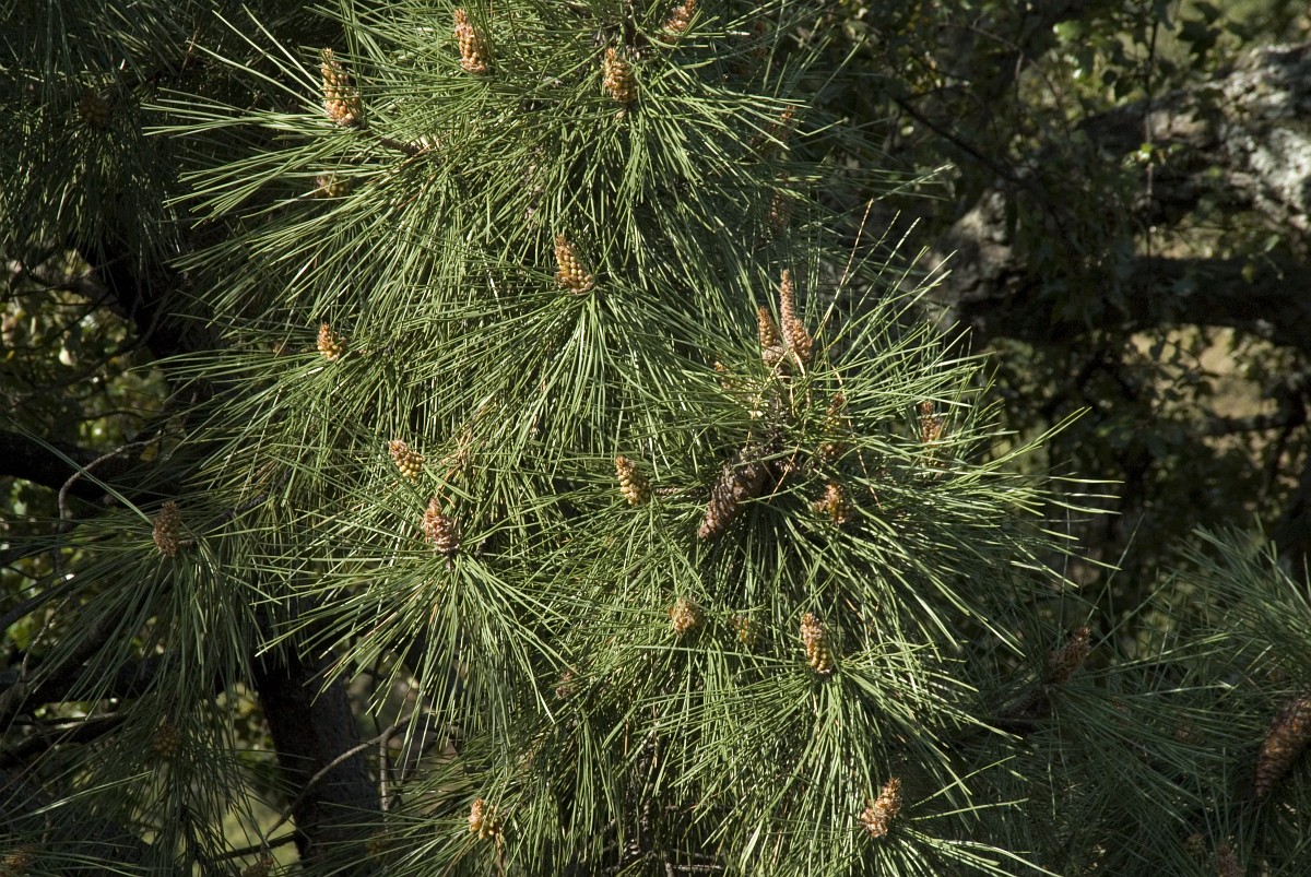 Pinus pinaster, Maritime Pine