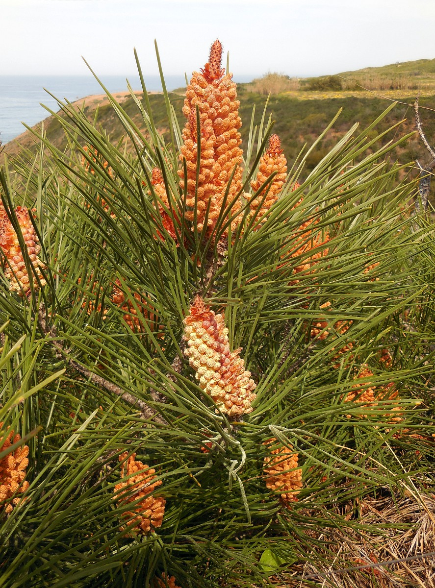 Pinus pinaster, Maritime Pine