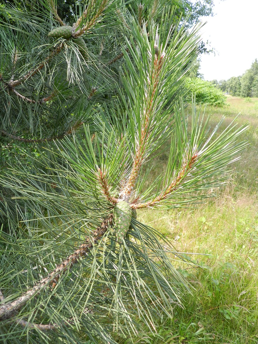 Pinus pinaster, Maritime Pine