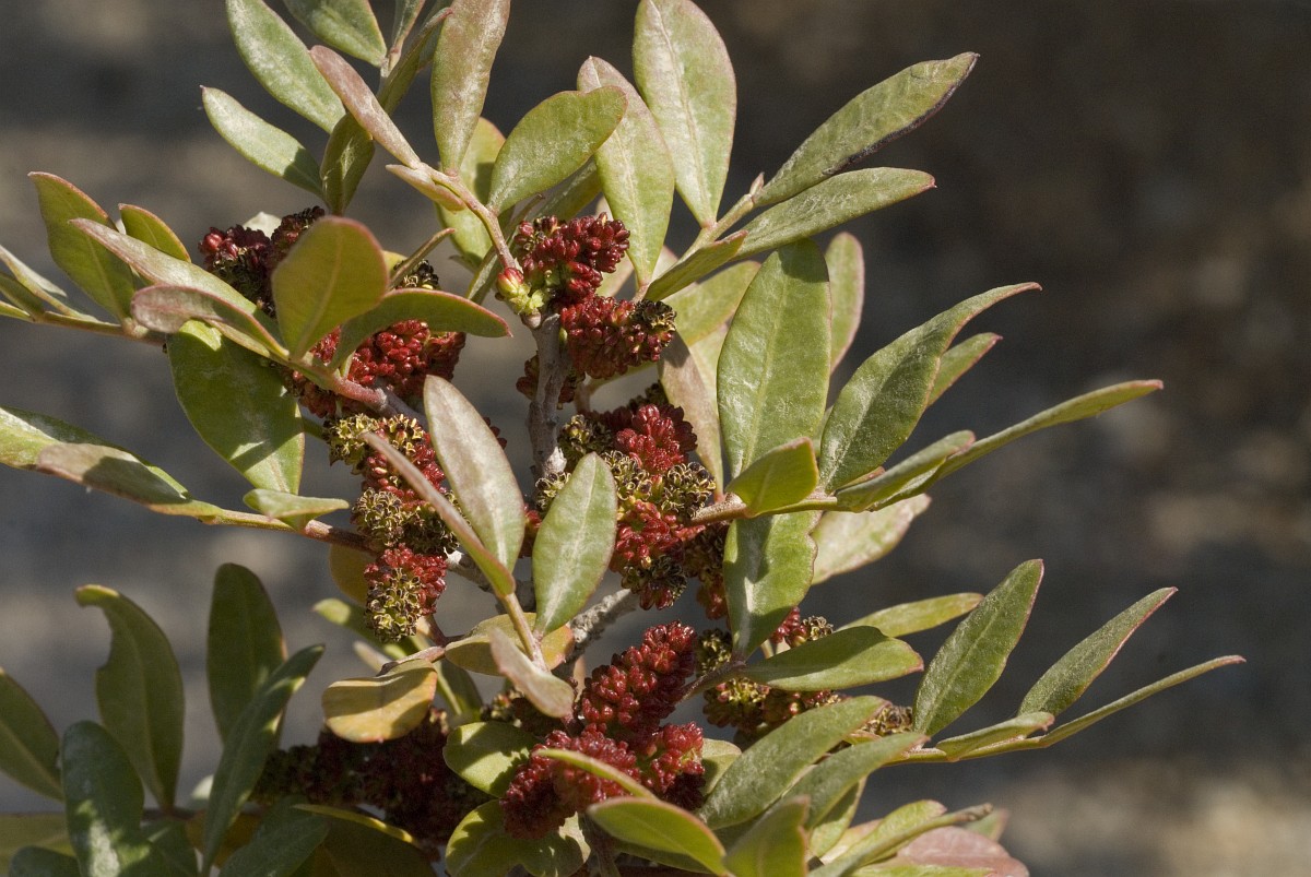 Pistacia lentiscus, Mastic Tree