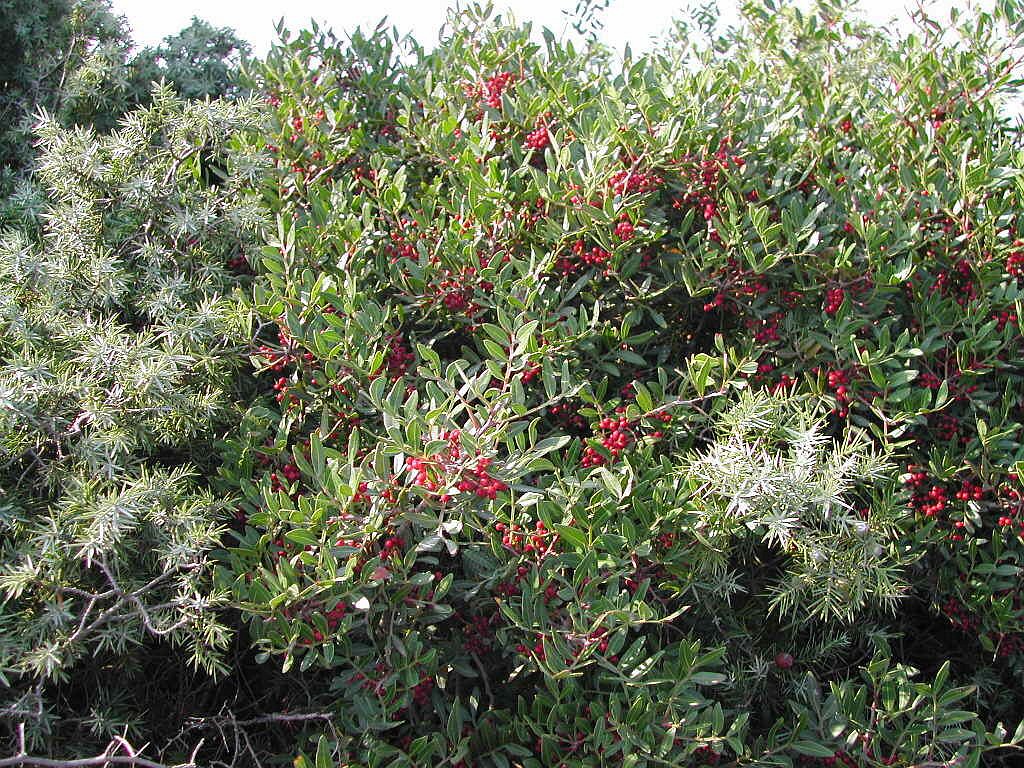 Pistacia lentiscus, Mastic Tree