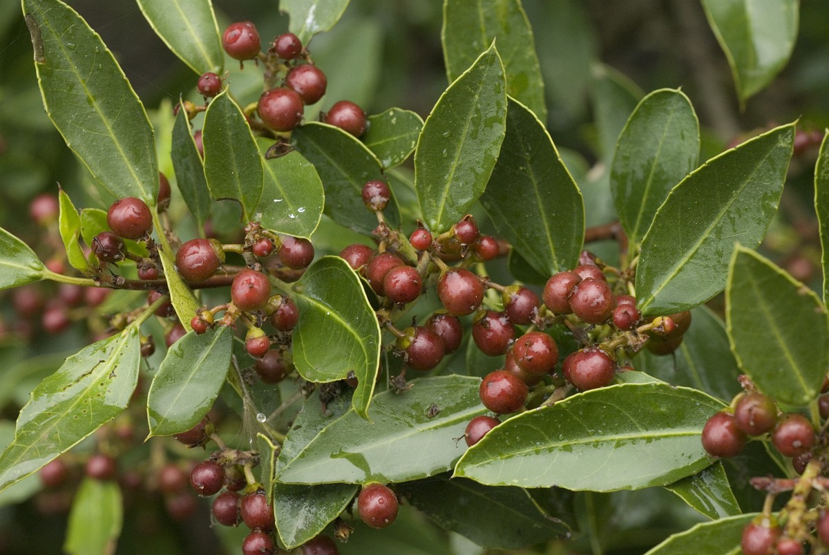 Pistacia lentiscus, Mastic Tree