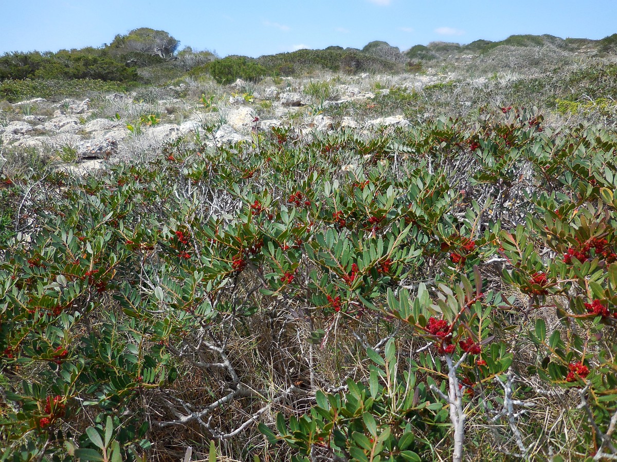 Pistacia lentiscus, Mastic Tree