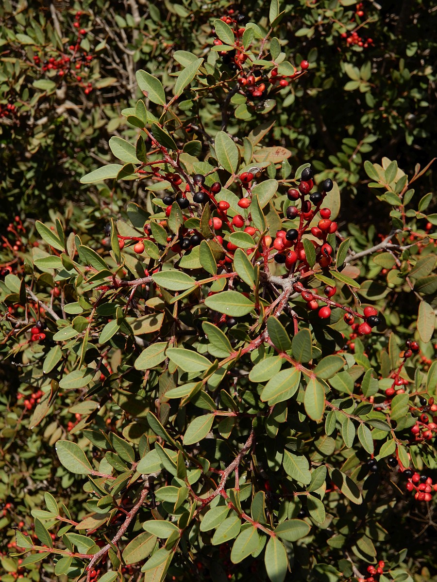 Pistacia lentiscus, Mastic Tree