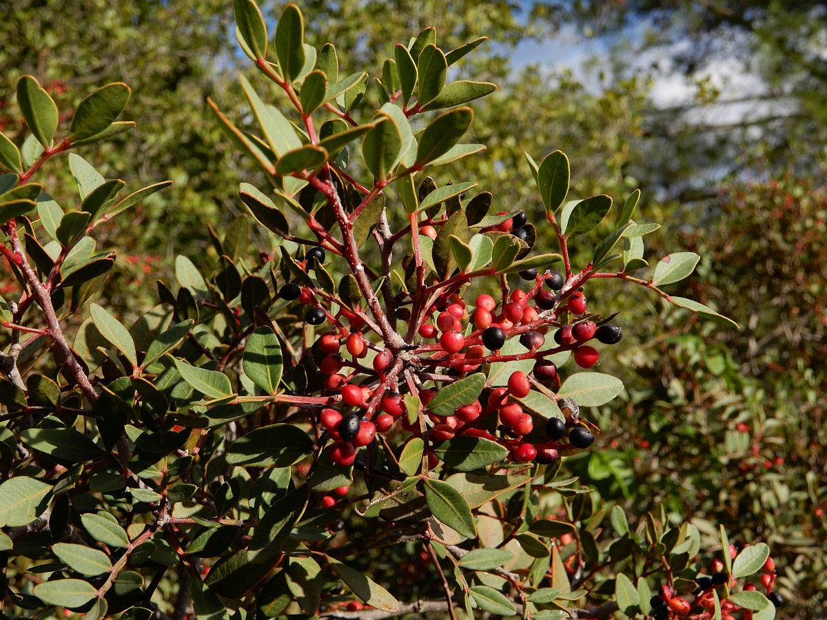 Pistacia lentiscus, Mastic Tree