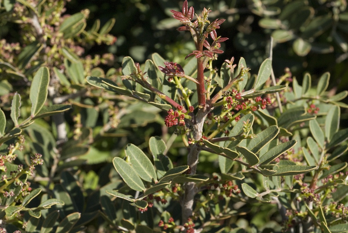 Pistacia lentiscus, Mastic Tree