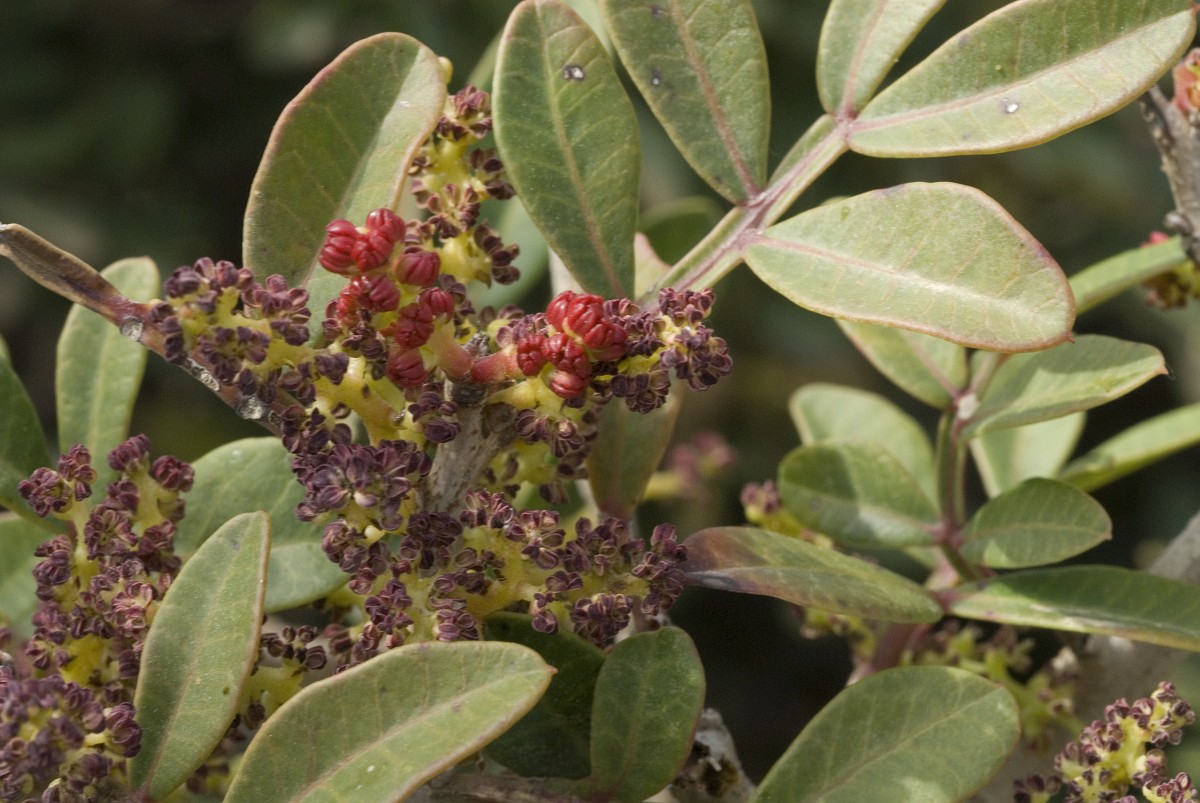 Pistacia lentiscus, Mastic Tree